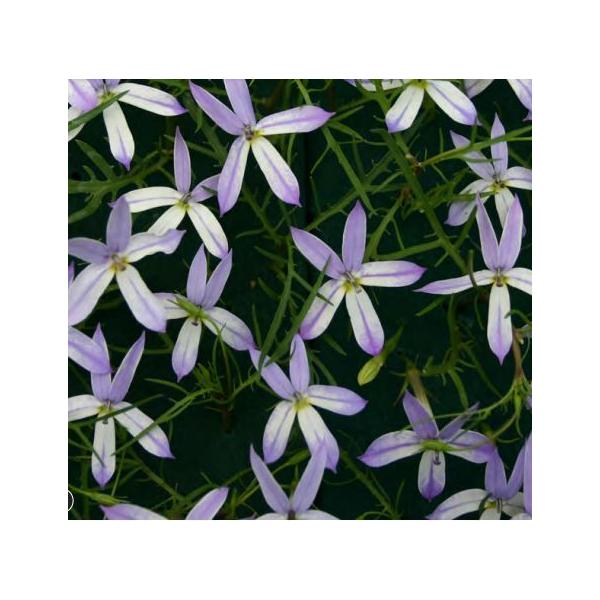 星のような可愛いお花が咲きます！！真夏にも強く、晩秋まで長く花が咲きます！宿根草です。サイズ：3寸鉢※写真は見本です。実際のお届けの苗と大きさや姿が異なることがございます。※花はついておりません。