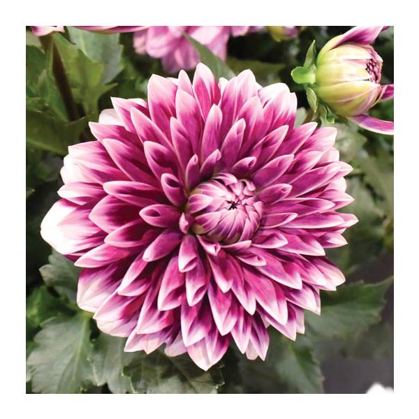 デンマークの種苗会社ダリーナ社のダリアです。一般的なダリアと違い、生育が早く病気に強いです。分枝もよく、花もたくさん咲きます。サイズ：3寸鉢（写真3枚目参照）※写真は見本です。実際のお届けの苗と大きさや姿が異なることがございます。※花はつい...