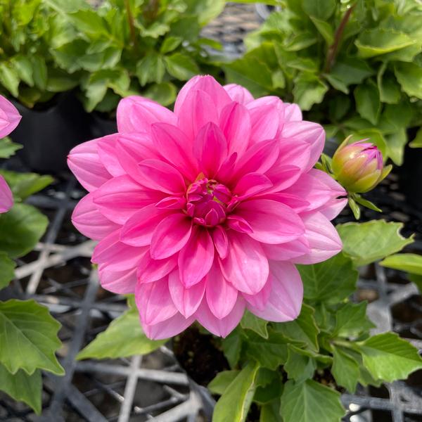 デンマークの種苗会社ダリーナ社のダリアです。一般的なダリアと違い、生育が早く病気に強いです。分枝もよく、花もたくさん咲きます。サイズ：3寸鉢（写真4枚目参照）※写真は見本です。実際のお届けの苗と大きさや姿が異なることがございます。※花はつい...