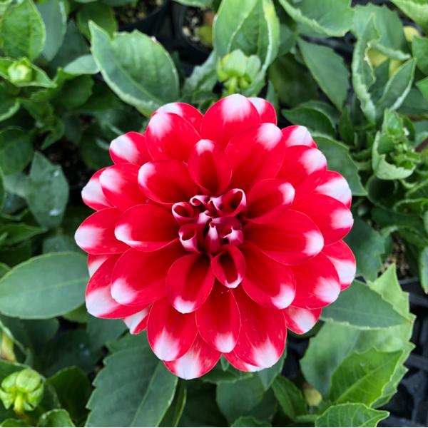 デンマークの種苗会社ダリーナ社のダリアです。一般的なダリアと違い、生育が早く病気に強いです。分枝もよく、花もたくさん咲きます。サイズ：3寸鉢（写真4枚目参照）※写真は見本です。実際のお届けの苗と大きさや姿が異なることがございます。※花はつい...