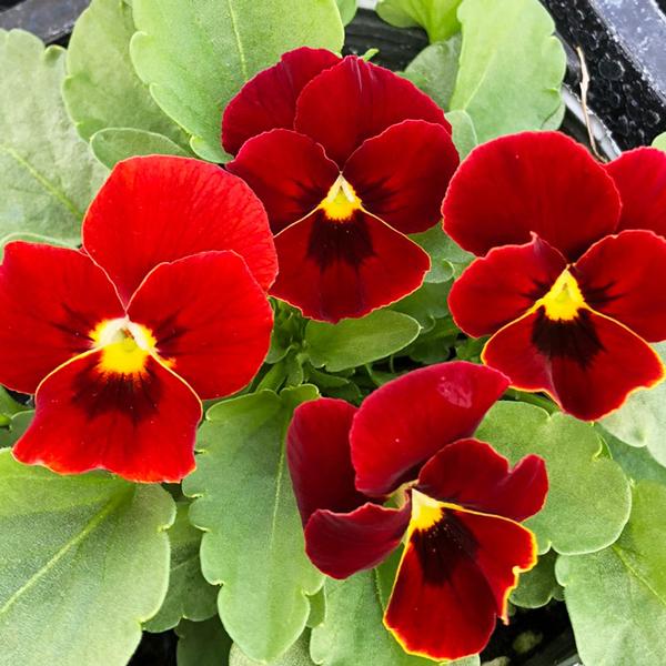 秋から春にかけてきれいな花を咲かせてくれるビオラです。抜群の花上がりで、連続開花します。株姿がバランスよくコンパクトにまとまり、花つきもいいので鉢植えや寄せ植えに最適です。※この品種は特性上、花色の濃淡、模様のパターンに幅があり、栽培方法・...