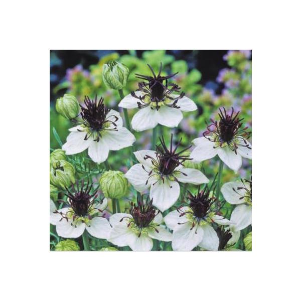 お花が終わってからも楽しめる可憐なお花☆お花が終わって種がついた状態では、ドライフラワーとしても楽しめます。※お花の色は写真と若干異なります。サイズ：3寸鉢※写真は見本です。実際のお届けの苗と大きさや姿が異なることがございます。※花はついて...