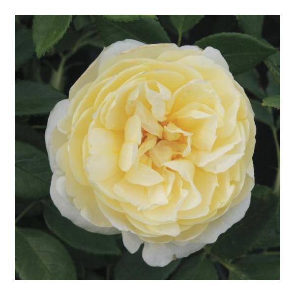 ■■■必ずお読みください■■■・花苗・多肉植物との同梱はできません。☆特徴「ヴァネッサ・ベル」は、魅惑的なフレッシュさと優雅さを備えた、繊細な美しさを誇るバラです。ピンクのニュアンスを帯びた丸いつぼみが開くと、大きな房の中でディープカップの...