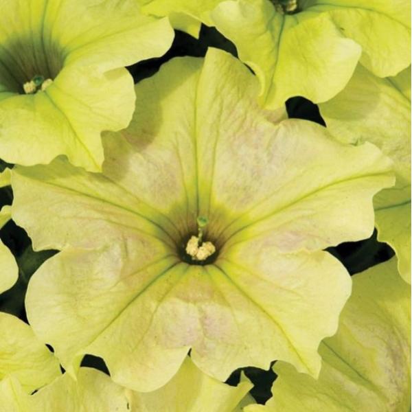 一般的なペチュニアに比べて分枝が多く、花も強く雨に強いです。花も多く、夏にも強く、普通のペチュニアとは桁外れのペチュニアです！冬に非常に強く、冬越しをします。サイズ：3寸鉢（写真3枚目参照）※写真は見本です。実際のお届けの苗と大きさや姿が異...