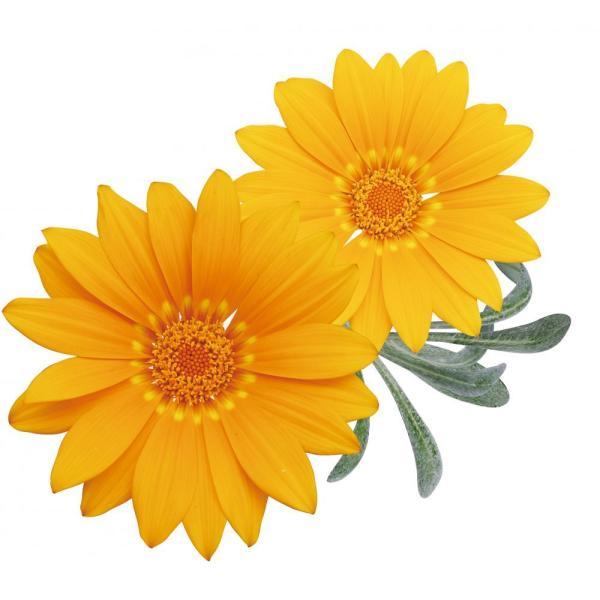 PWシリーズのハイブリッド品種です！強健で、寒さに強く花が多いのが特徴です！大きな5cmから7cmくらいの花がたくさん咲きます。サイズ：3寸鉢（写真3枚目参照）※写真は見本です。実際のお届けの苗と大きさや姿が異なることがございます。※花はつ...