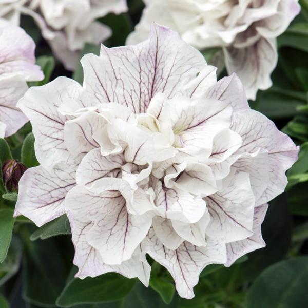 一般的なペチュニアに比べて分枝が多く、花も強く雨に強いです。草姿、花色、花形も多様なバリエーションが魅力で、暑さ、乾燥にも強く、夏の花壇を彩るのに欠かせないお花です。サイズ：3寸鉢（写真2枚目参照）※写真は見本です。実際のお届けの苗と大きさ...