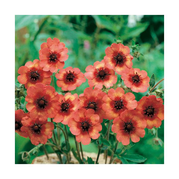 寒さに強いバラ科の宿根草です。日本の高温多湿にも強く、1度植えると毎年咲くことから、ナチュラルガーデンなどに用いられています。サイズ：3寸鉢（写真2枚目参照）※写真は見本です。実際のお届けの苗と大きさや姿が異なることがございます。※花はつい...