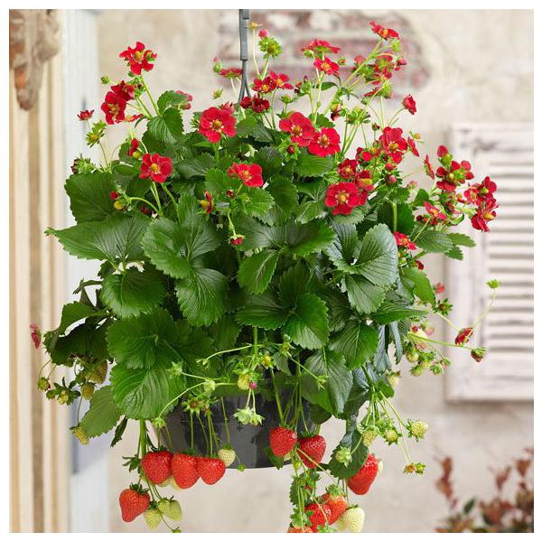 多収穫の四季なりイチゴです。綺麗な赤い花をたくさん付け、花も楽しむことができます。サイズ：3寸鉢（写真3枚目参照）※写真は見本です。実際のお届けの苗と大きさや姿が異なることがございます。※花はついておりません。