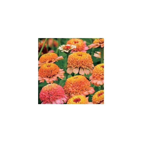 シンデレラは高性タイプのジニアです。八重咲きの花が咲きますが、条件等により一重の花も咲きます。花は10月まで咲き、花を摘めば次の花が咲きます。花弁数が多く花が大きいので、見栄えの良い品種です。サイズ：3寸鉢（写真2枚目参照）※写真は見本です...