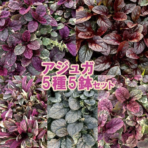 アジュガ5種類各1鉢　計5鉢のセットです。≪7月6日15時より販売≫◎セット内容　※内容変更できません。・シュガープラム・シルバー・ダークマホガニー・デュキシーチップ・バーガンディグロー葉を楽しむアジュガです。グランドカバーとして、非常に強...