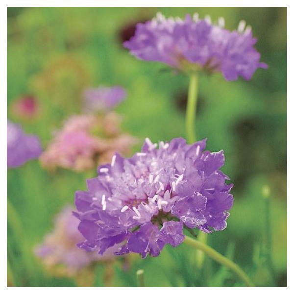 切り花としても使用できる背が高くなるスカビオサです。花壇や畑、鉢植えの場合は支柱が必要になります。基本的には宿根草ですが、夏に弱いため、1年草として扱います。寒さには非常に強いです。サイズ：3寸鉢※写真は見本です。実際のお届けの苗と大きさや...