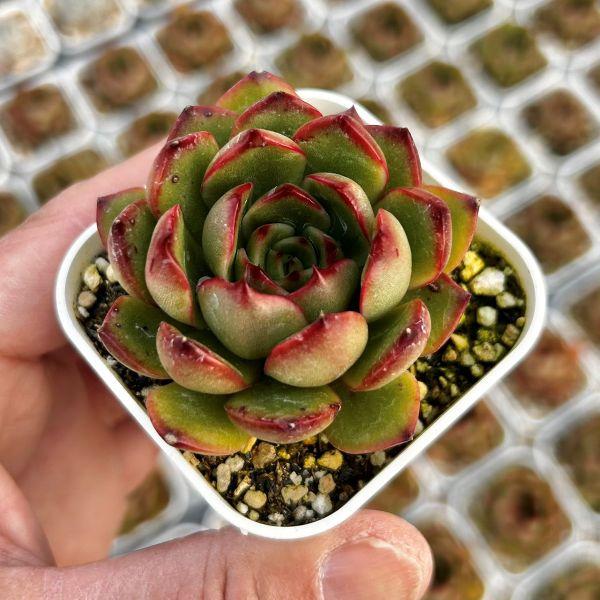 海外から輸入のエケベリアです。当農場がカット苗を発根し、鉢上げしたものをお送りします。サイズ：2.5寸鉢※写真は見本です。実際のお届けの苗と大きさ、姿が異なることがございます。※子が付いている写真の場合は子が付いていないものが届くことがあり...