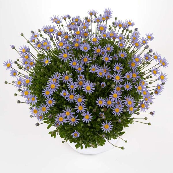 どんどん大きくなるブルーデージーです。分枝の良さを持ち、花がたくさん咲く品種です。爽やかな青花を次々に咲かせてくれます。寒さには強く、花壇でも冬越しもします。夏なども刈り込みを繰り返すとまた芽が出てきて新たにきれいな株が出来上がります。サイ...