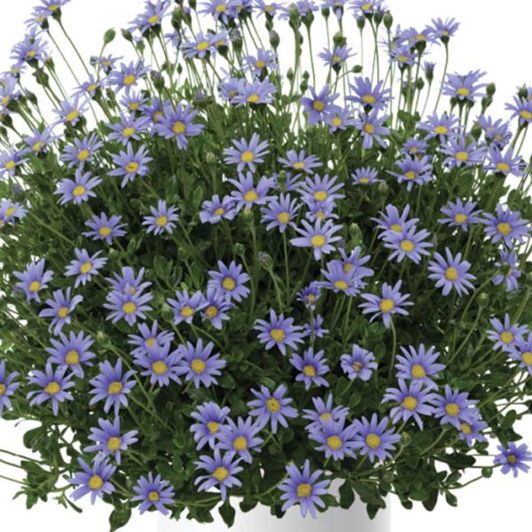 どんどん大きくなるブルーデージーです。分枝の良さを持ち、花がたくさん咲く品種です。爽やかな青花を次々に咲かせてくれます。寒さには強く、花壇でも冬越しもします。夏なども刈り込みを繰り返すとまた芽が出てきて新たにきれいな株が出来上がります。サイ...