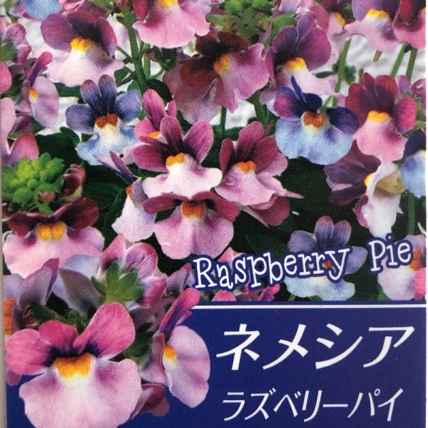 スウィートな香りの芳香ネメシアです。ラズベリーからラベンダーの魅力的な花色です。ハイブリット系で樹勢も強く、育てやすいネメシアです。長期間かわいい花が楽しめます。サイズ：3寸鉢※写真は見本です。実際のお届けの苗と大きさや姿が異なることがござ...