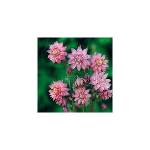 毎年咲く宿根草で病気や虫にも比較的強いです。株の中心からまっすぐ伸びた茎に花を多数咲かせます。葉は根元にまとまってつきます。サイズ：3寸鉢（写真2枚目参照）※写真は見本です。実際のお届けの苗と大きさや姿が異なることがございます。※花はついて...