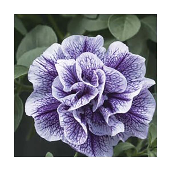 一般的なペチュニアに比べて分枝が多く、花も強く雨に強いです。草姿、花色、花形も多様なバリエーションが魅力で、暑さ、乾燥にも強く、夏の花壇を彩るのに欠かせないお花です。サイズ：3寸鉢（写真2枚目参照）※写真は見本です。実際のお届けの苗と大きさ...