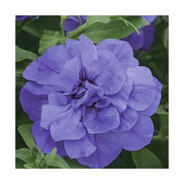 一般的なペチュニアに比べて分枝が多く、花も強く雨に強いです。草姿、花色、花形も多様なバリエーションが魅力で、暑さ、乾燥にも強く、夏の花壇を彩るのに欠かせないお花です。サイズ：3寸鉢（写真2枚目参照）※写真は見本です。実際のお届けの苗と大きさ...