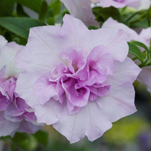 一般的なペチュニアに比べて分枝が多く、花も強く雨に強いです。草姿、花色、花形も多様なバリエーションが魅力で、暑さ、乾燥にも強く、夏の花壇を彩るのに欠かせないお花です。サイズ：3寸鉢（写真2枚目参照）※写真は見本です。実際のお届けの苗と大きさ...