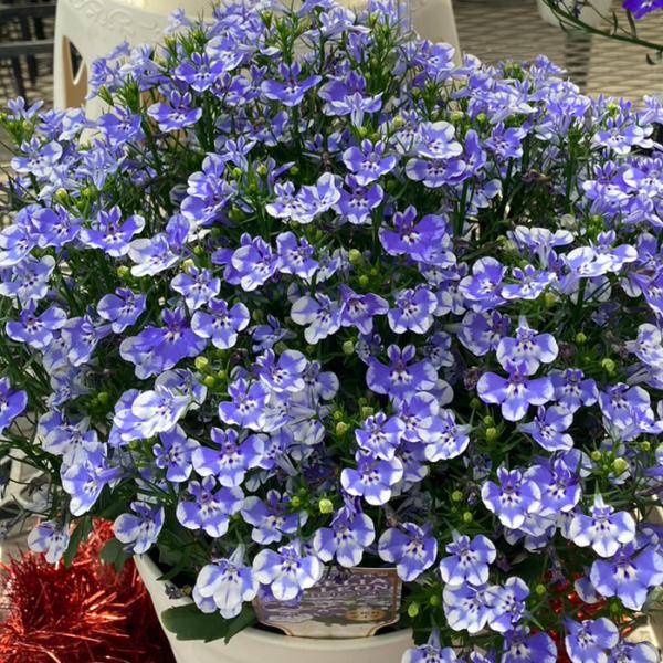 こんもりとドーム型にたくさんの花を咲かせ、比較的暑さに強く育てやすい品種です。プランターやテラコッタ鉢、ハンギングに最適です。水はけを好むため、鉢植えをお勧めします。サイズ：3寸鉢（写真2枚目参照）※写真は見本です。実際のお届けの苗と大きさ...