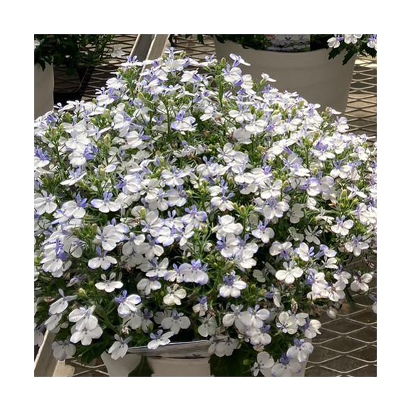こんもりとドーム型にたくさんの花を咲かせ、比較的暑さに強く育てやすい品種です。プランターやテラコッタ鉢、ハンギングに最適です。水はけを好むため、鉢植えをお勧めします。サイズ：3寸鉢（写真3枚目参照）※写真は見本です。実際のお届けの苗と大きさ...