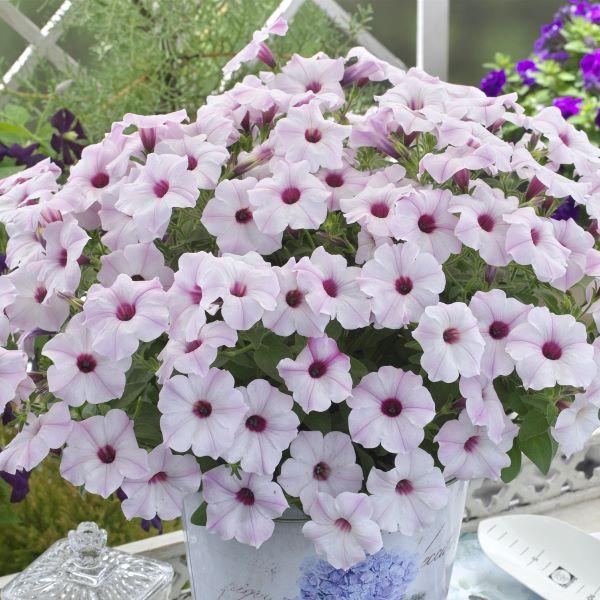 淡ピンクの中心が赤く染まるすっきりした花色が魅力のペチュニアです。草姿、花色、花形も多様なバリエーションが魅力で、暑さ、乾燥にも強く、夏の花壇を彩るのに欠かせないお花です。※花色は低温・低日照条件下ではピンク色みが強く、高温・強日照条件下で...