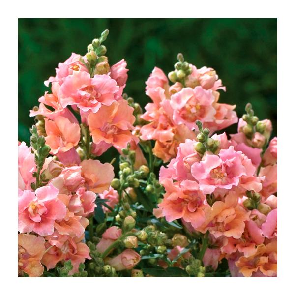 切り花で人気の半〜八重咲きタイプの中高性品種です。一般的な金魚草の花と異なるバタフライ咲きで、ガーデンでの開花草丈は30〜35cm程度になります。花壇苗としても適しています。サイズ：3寸鉢（写真2枚目参照）※写真は見本です。実際のお届けの苗...