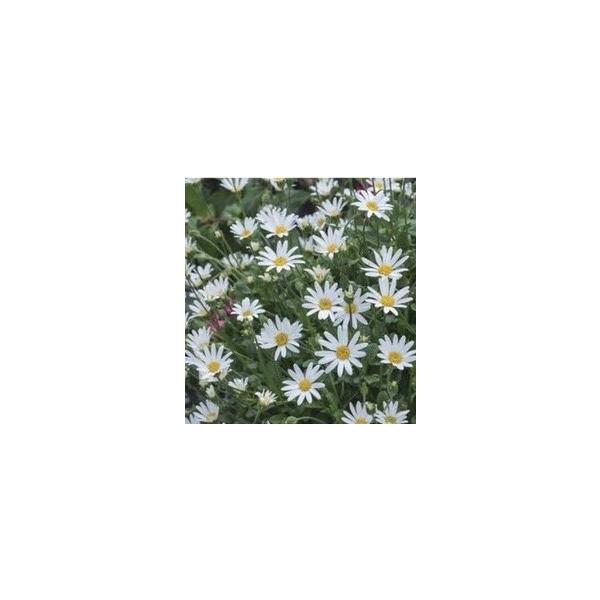 どんどん大きくなるブルーデージーです。分枝の良さを持ち、花がたくさん咲く品種です。寒さには強く、花壇でも冬越しもします。夏なども刈り込みを繰り返すとまた芽が出てきて新たにきれいな株が出来上がります。サイズ：3寸鉢（写真2枚目参照）※写真は見...