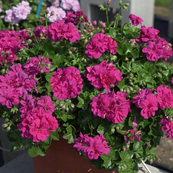 普通の品種に比べて強健で病気に強く育てやすいゼラニウムです。大輪の花がたくさんつき、ボリュームがあります。サイズ：3寸鉢（写真2枚目参照）※写真は見本です。実際のお届けの苗と大きさや姿が異なることがございます。※花はついておりません。※登録...