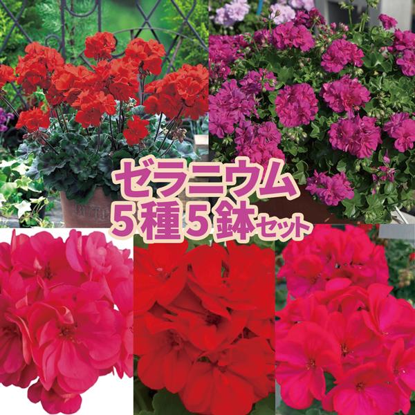 ゼラニウム5種類各1鉢　計5鉢のセットです。≪5月8日14時より販売≫＜セット内容＞※内容は変更できません。・ロイヤル ナイト12・ロイヤル スーパーピンク・ロイヤル バイオレット・ロイヤル スカーレット・サニーデイ サマンサ普通の品種に比...