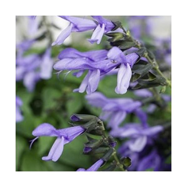 サルビアの中でも、お手入れが簡単なのに次々と脇芽が育ってたくさんの花が咲き、ボリュームたっぷりの姿に育つのがスーパーサルビアです。落ち着いた色合いで、葉も美しく、花が咲くまではグリーンとしても活躍してくれます。霜が降りる初冬頃まで咲き、一度...