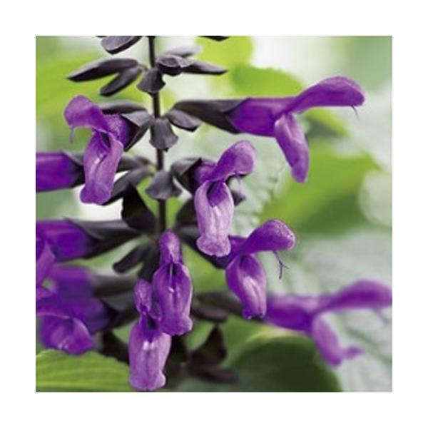 サルビアの中でも、お手入れが簡単なのに次々と脇芽が育ってたくさんの花が咲き、ボリュームたっぷりの姿に育つのがスーパーサルビアです。落ち着いた色合いで、葉も美しく、花が咲くまではグリーンとしても活躍してくれます。霜が降りる初冬頃まで咲き、一度...