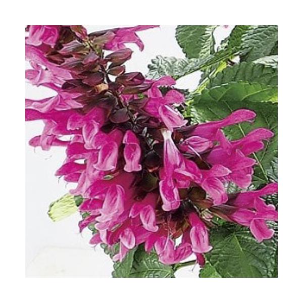 サルビアの中でも、お手入れが簡単なのに次々と脇芽が育ってたくさんの花が咲き、ボリュームたっぷりの姿に育つのがスーパーサルビアです。落ち着いた色合いで、葉も美しく、花が咲くまではグリーンとしても活躍してくれます。霜が降りる初冬頃まで咲き、一度...