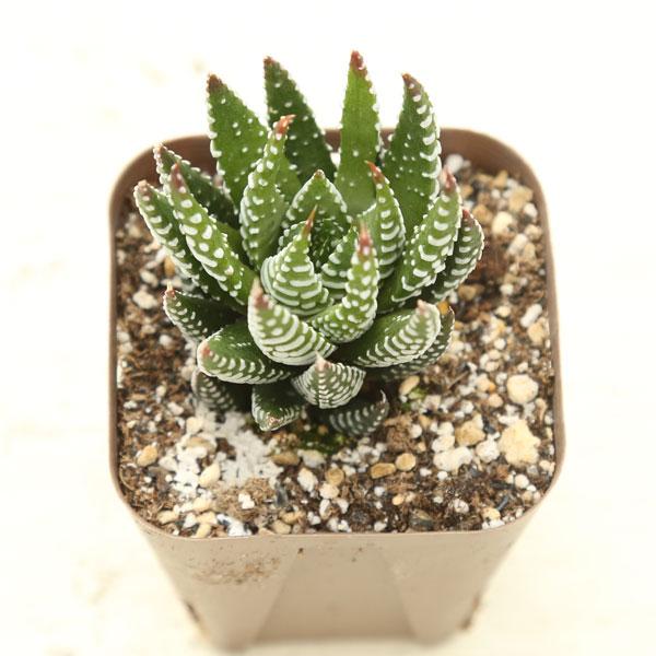 尖った葉が特徴的な多肉植物です。南アフリカ原産で、育てやすい多肉植物です。サイズ：2.5寸鉢※写真は見本です。実際のお届けの苗と大きさ、姿が異なることがございます。※子が付いている写真の場合は子が付いていないものが届くことがあります。※株数...