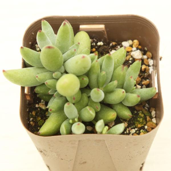 肉厚なぷっくりした葉がかわいい多肉植物です。サイズ：2.5寸鉢※写真は見本です。実際のお届けの苗と大きさ、姿が異なることがございます。※子が付いている写真の場合は子が付いていないものが届くことがあります。※株数（頭数）については、写真と異な...