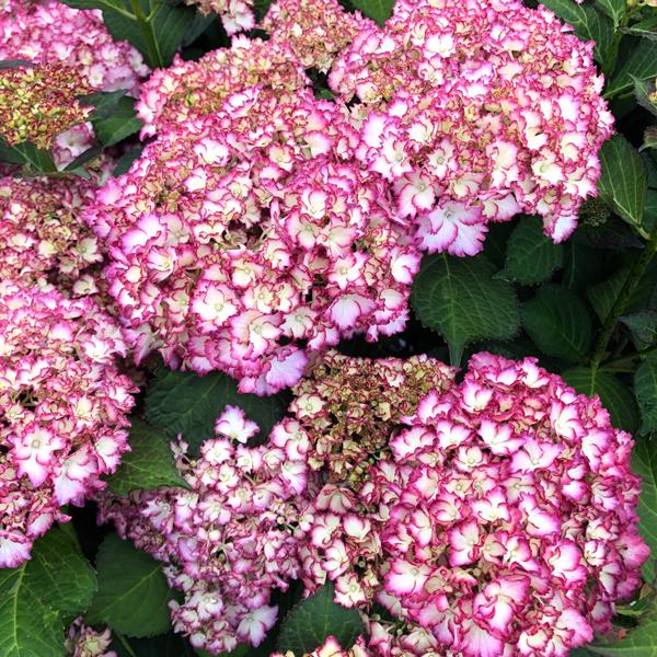 ハイドランジアマジカルシリーズは咲き始めから徐々に花色が変化し、魔法がかかったようにアンティークカラーになるまで2〜3カ月と長期間楽しめるのが魅力的です。直射日光を避ければ植栽も可能です。花弁（装飾花）が厚く丈夫なため、満開後にすぐに枯れて...