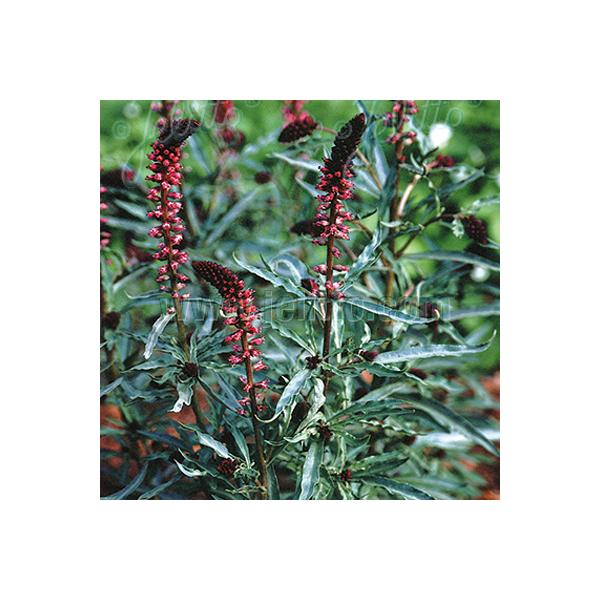 濃い紫色の花とシルバーリーフが美しい珍しいリシマキアです。寒さに強く、生育旺盛で大きくなります。※季節により葉の色が濃くなったり薄くなったりします。ご了承くださいませ。サイズ：3寸鉢（写真2枚目参照）※写真は見本です。実際のお届けの苗と大き...