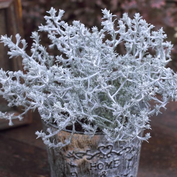 銀色の葉がとても美しいシルバーリーフです。寄せ植えや花壇の素材にぴったりです！サイズ：3寸鉢※写真は見本です。実際のお届けの苗と大きさや姿が異なることがございます。※登録品種につき、販売目的での増殖は禁じられております。