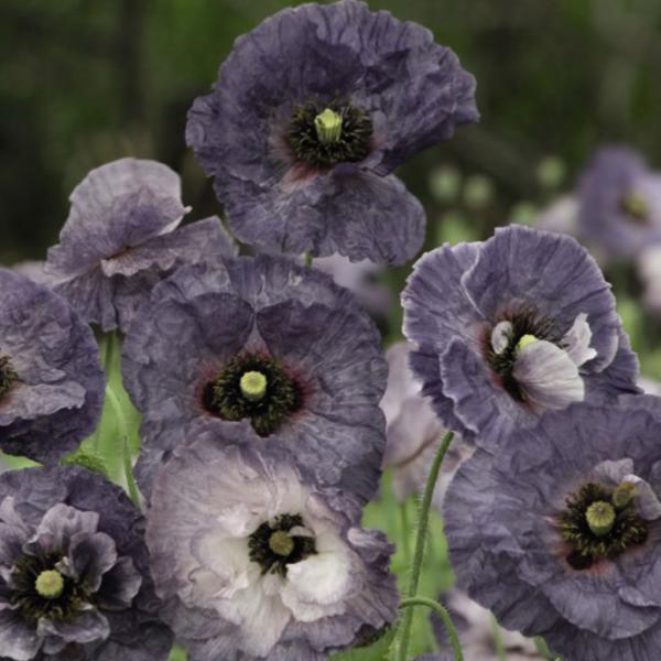 春に花咲くポピー♪可愛い花を長く咲かせてくれます。花の高さは30〜40cm程度になります。サイズ：3寸鉢（写真2枚目参照）※写真は見本です。実際のお届けの苗と大きさや姿が異なることがございます。※花はついておりません。