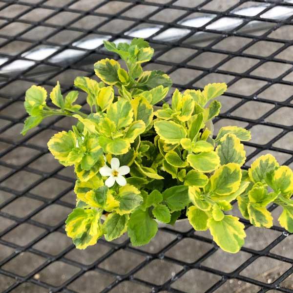 宿根草でどんどん増えるバコパです。寒さには強く軒下などの直接霜の当たらないところであれば冬越しもします。夏なども枯れたかな？と思っても、また芽が出てきて新たにきれいな株が出来上がります。サイズ：3寸鉢※写真は見本です。実際のお届けの苗と大き...