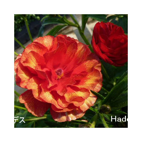 ■■■必ずお読みください■■■・転売を目的とした購入は禁止致します。　発覚した場合ご注文はキャンセル致します。・おひとり様1品種5ポット限りとなります。　複数回にわけてご注文頂いた場合はご注文はキャンセル致します。シルクのような光沢があり、...