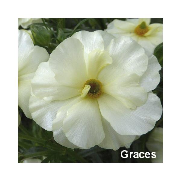 ■■■必ずお読みください■■■・転売を目的とした購入は禁止致します。　発覚した場合ご注文はキャンセル致します。・おひとり様1品種5ポット限りとなります。　複数回にわけてご注文頂いた場合はご注文はキャンセル致します。シルクのような光沢があり、...