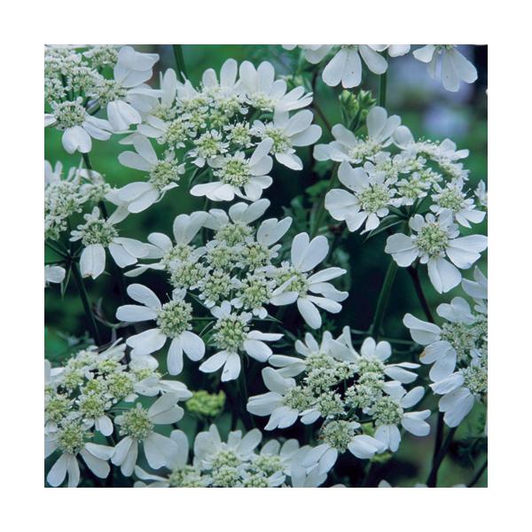 茎の先に雪のように白い清楚な花を咲かせます。切り花としても長もちするのでオススメです！サイズ：3寸鉢（写真2枚目参照）※写真は見本です。実際のお届けの苗と大きさや姿が異なることがございます。※花はついておりません。