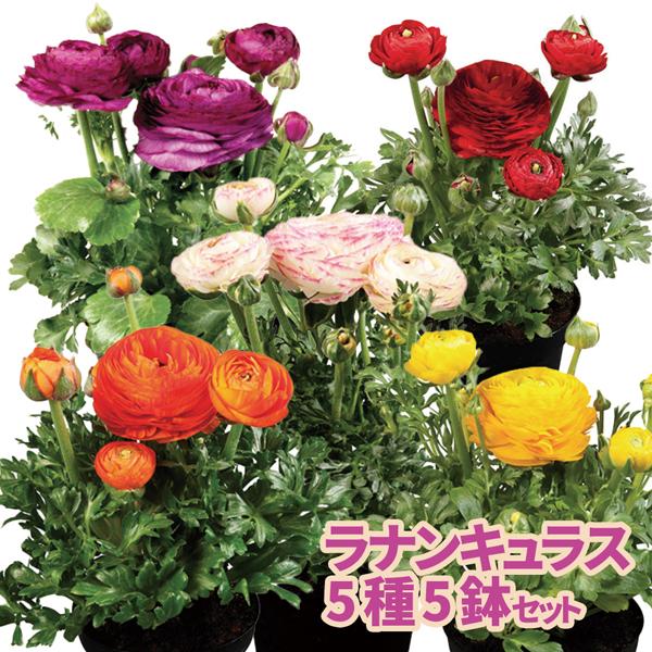 ラナンキュラス スプリンクルス 5種類各1鉢　計5鉢のセットです。≪10月30日12時より販売≫＜セット内容＞・イエロー・レッド・ピンクバイカラー・バイオレット・オレンジ春の人気のお花です！大きな大輪の花が咲くシリーズです！球根が残り毎年咲...