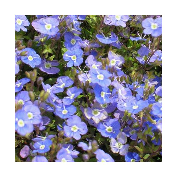 沢山の花をカーペット状に咲かせてくれます。毎年咲く宿根草でベロニカは病気や虫にも比較的強いです。この品種は這うように育ちますサイズ：3寸鉢※写真は見本です。実際のお届けの苗と大きさや姿が異なることがございます。※花はついておりません。