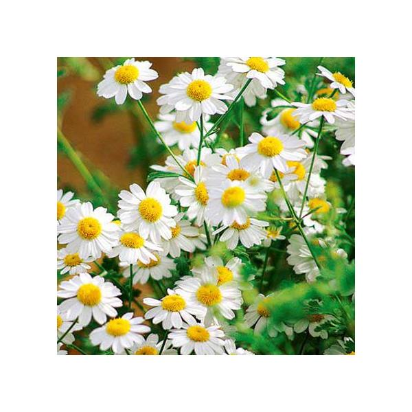 非常に育てやすいタナセタムです。耐寒性がある多年草ですが、一度植えるとこぼれ種が落ちて毎年咲きます。非常に強く育てやすいのでお勧めです！サイズ：3寸鉢（写真2枚目参照）※写真は見本です。実際のお届けの苗と大きさや姿が異なることがございます。...