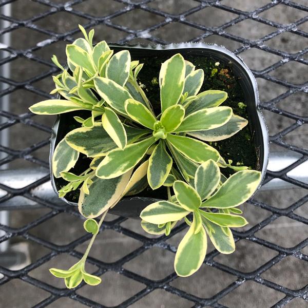 葉を楽しむアラビスです。非常に育てやすく、寒さに強いです。サイズ：3寸鉢※写真は見本です。実際のお届けの苗と大きさや姿が異なることがございます。※花はついておりません。