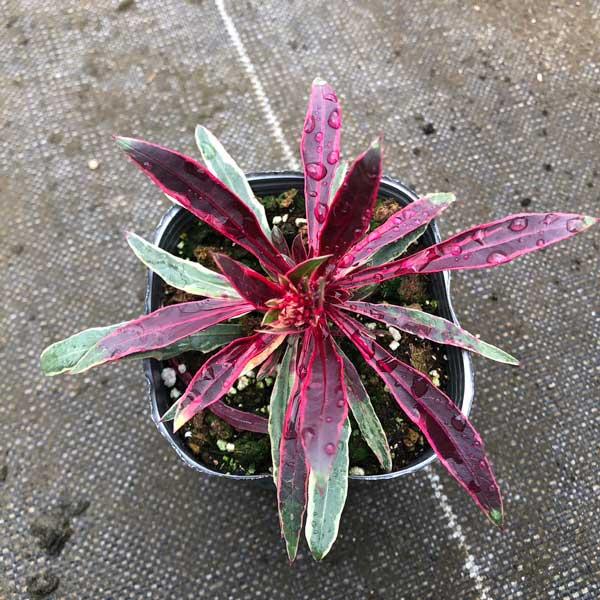 ピンクの花が咲きます。従来の品種に比べて、背の低い位置にも花をつけるコンパクトな品種であることが特徴です。サイズ：3寸鉢※写真は見本です。実際のお届けの苗と大きさや姿が異なることがございます。※季節により葉の色が濃くなったり薄くなったりしま...