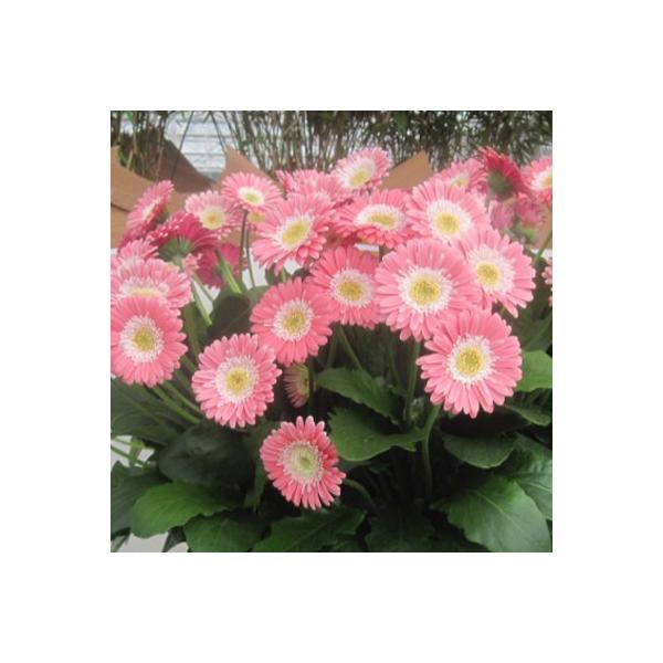 従来の品種に比べて病気に強く、ガーデン向けのガーベラです。春から初夏、秋から初冬にかけて開花します。サイズ：3寸鉢（写真3枚目参照）※写真は見本です。実際のお届けの苗と大きさや姿が異なることがございます。※花はついておりません。※登録品種に...