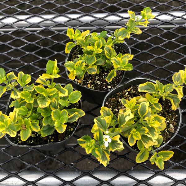 宿根草でどんどん増えるバコパです。寒さには強く軒下などの直接霜の当たらないところであれば冬越しもします。夏なども枯れたかな？と思っても、また芽が出てきて新たにきれいな株が出来上がります。サイズ：3寸鉢※写真は見本です。実際のお届けの苗と大き...